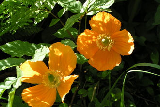 Common poppy The Wildlife Trusts